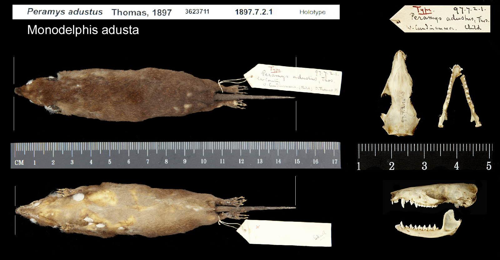 Revisão Sistemática do gênero Monodelphis (parte3) grupo M. adusta