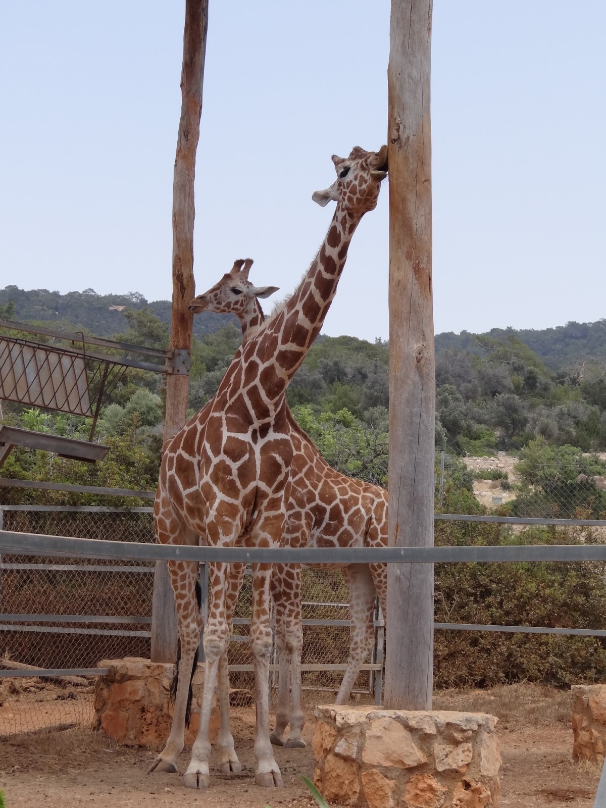 A Day in Cyprus | Pafos Zoo | Part II - The Nerdy Me