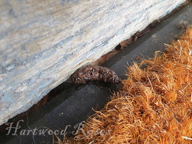 Hartwood Roses: Who's Pooping on the Porch?