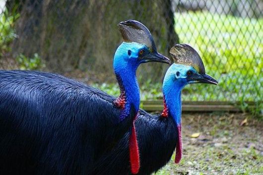 Cassowary Bird Facts And Photos | All Wildlife Photographs