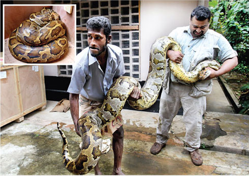 News in Srilanka: LARGEST INDIAN ROCK PYTHON FOUND IN MATALE
