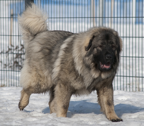 Dog Breeds In The World