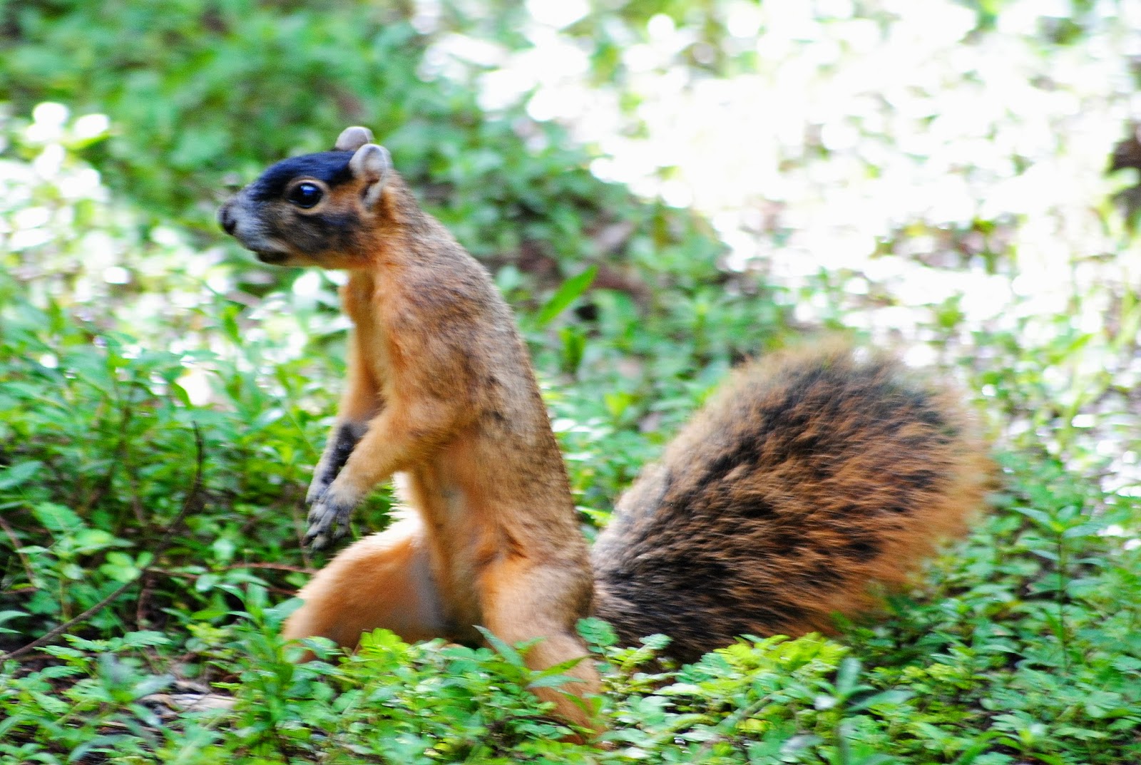 Field Notes and Photos: Big Cypress Fox Squirrel (Sciurus niger avicennia)