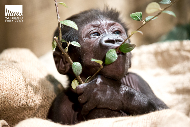 Baby gorilla at two months old; curious and strong