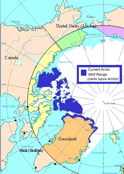 Wolves of the High Arctic – Research on the Arctic Wolves of Ellesmere ...