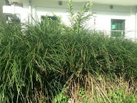 Pandanus pygmaeus | Pustaka Flora | Database Tanaman Landscape