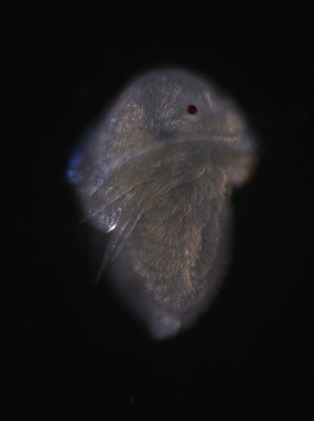 Invertebrate Embryology: April 2012