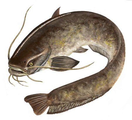 Alien Explorations: HR Giger's Mordor V: The Nommo from the Sirius star ...