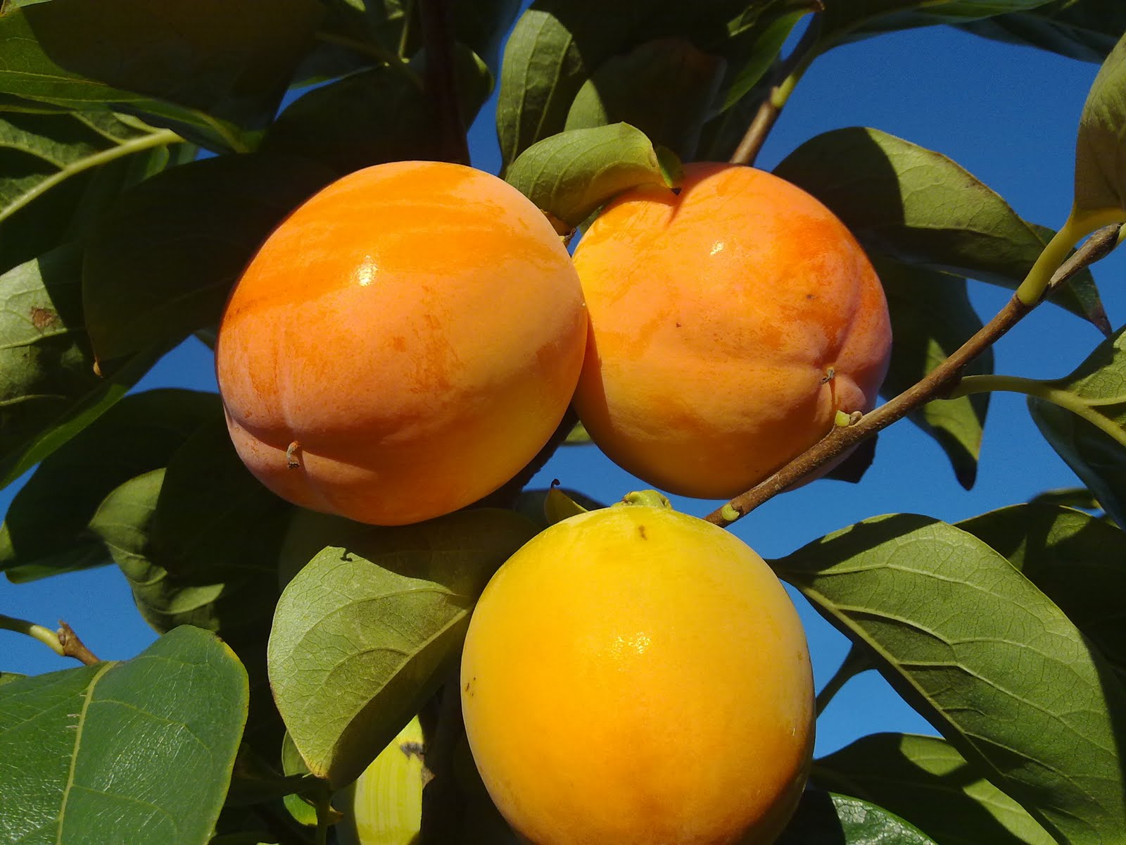 Kaki Persimon de Valencia: Fotos de la fruta