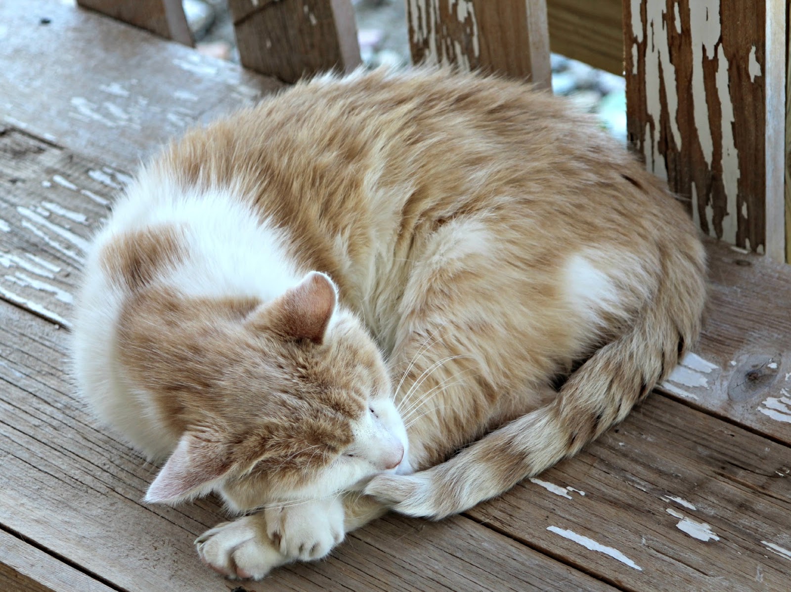 Moonbeams & Fireflies: Second Bloom--Essence of Lavender