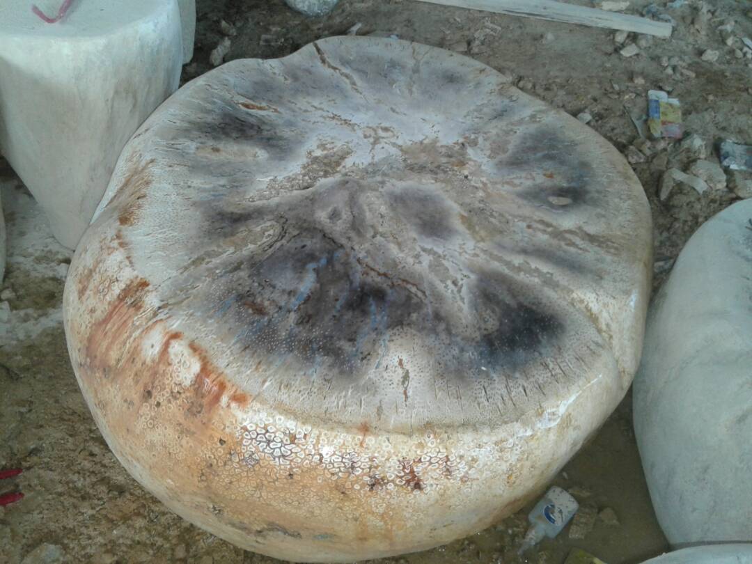Gokugen.Net: Di Jual Batu kayu Fosil Kayu Kelapa - Wood Fossil Coconut