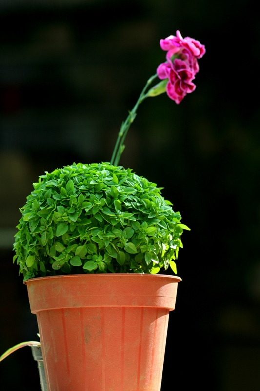 Lume & Ar: O Mangerico