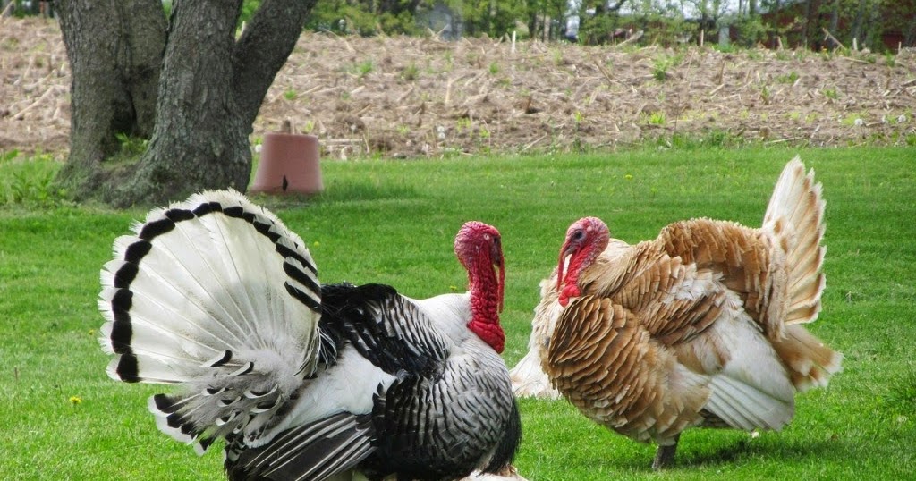 Contes d' Animals: EL GALL DINDI