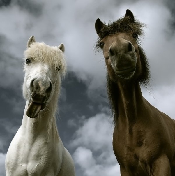 Rackham Le Rouge: Kif Kif Bourricot