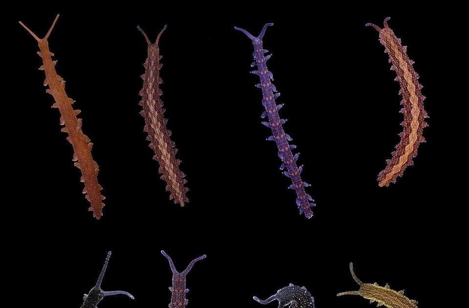 Skeptic Wonder: Adorable velvet worm composite