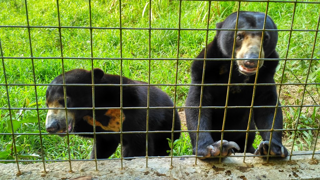 Frisca's Uniquely World: Borneo Orangutan Survival Foundation (BOSF ...