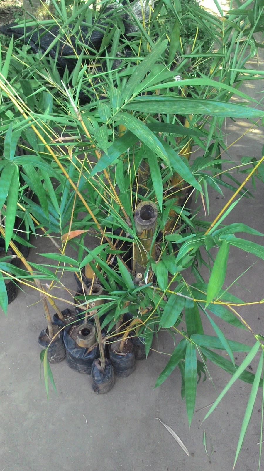 CATATAN WORKSHOP BAMBU DI PONDOK BULUH SIMALUNGUN SUMATERA UTARA