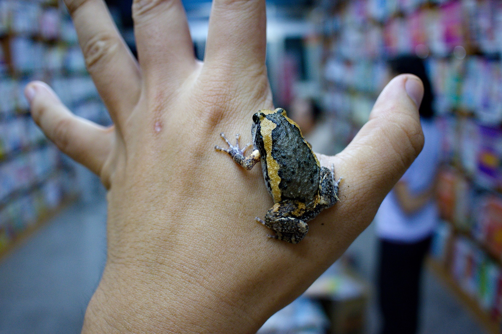 Real Monstrosities: Banded Bull Frog