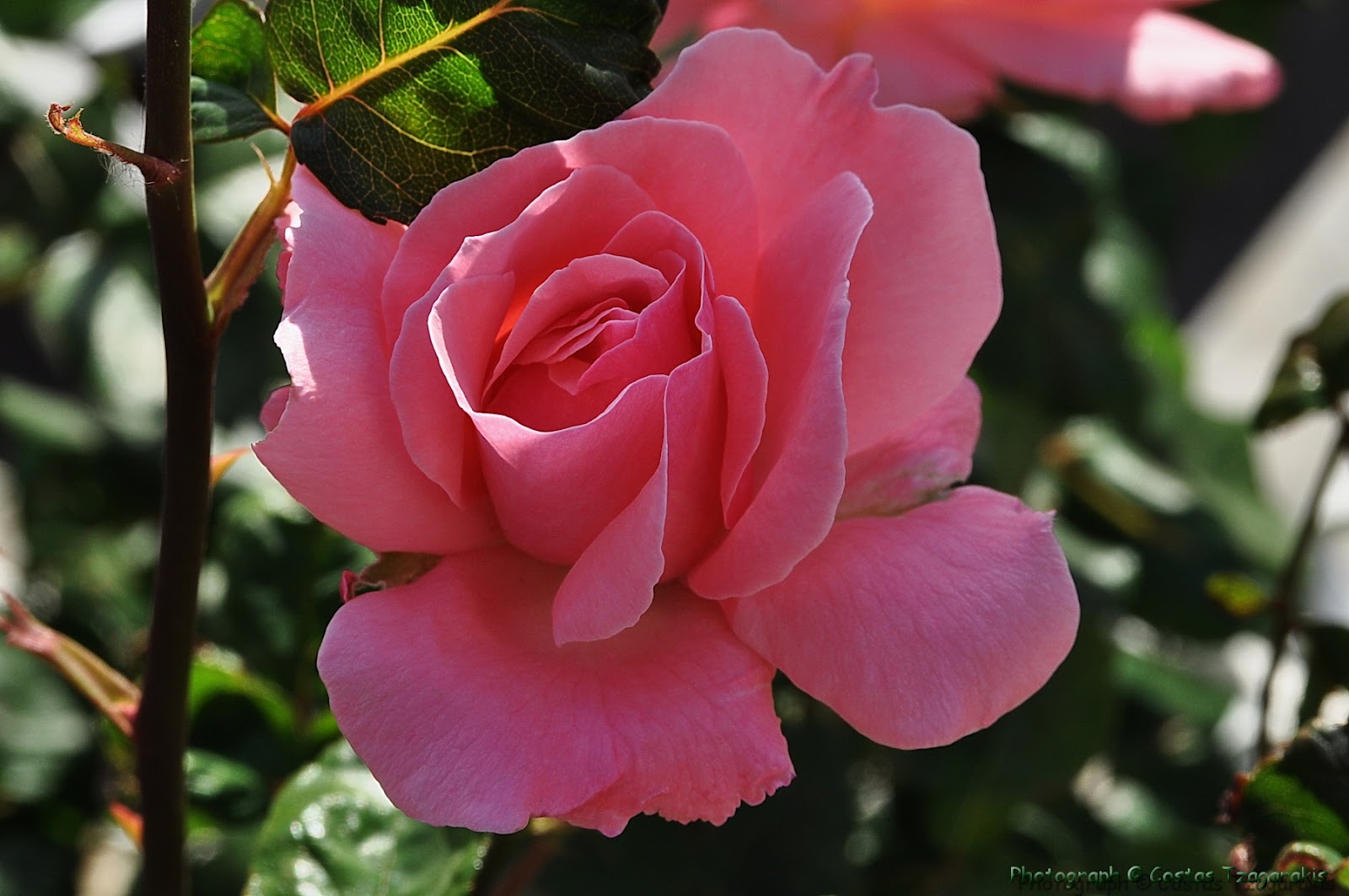 Nature Digital : Roses. Τριαντάφυλλα.