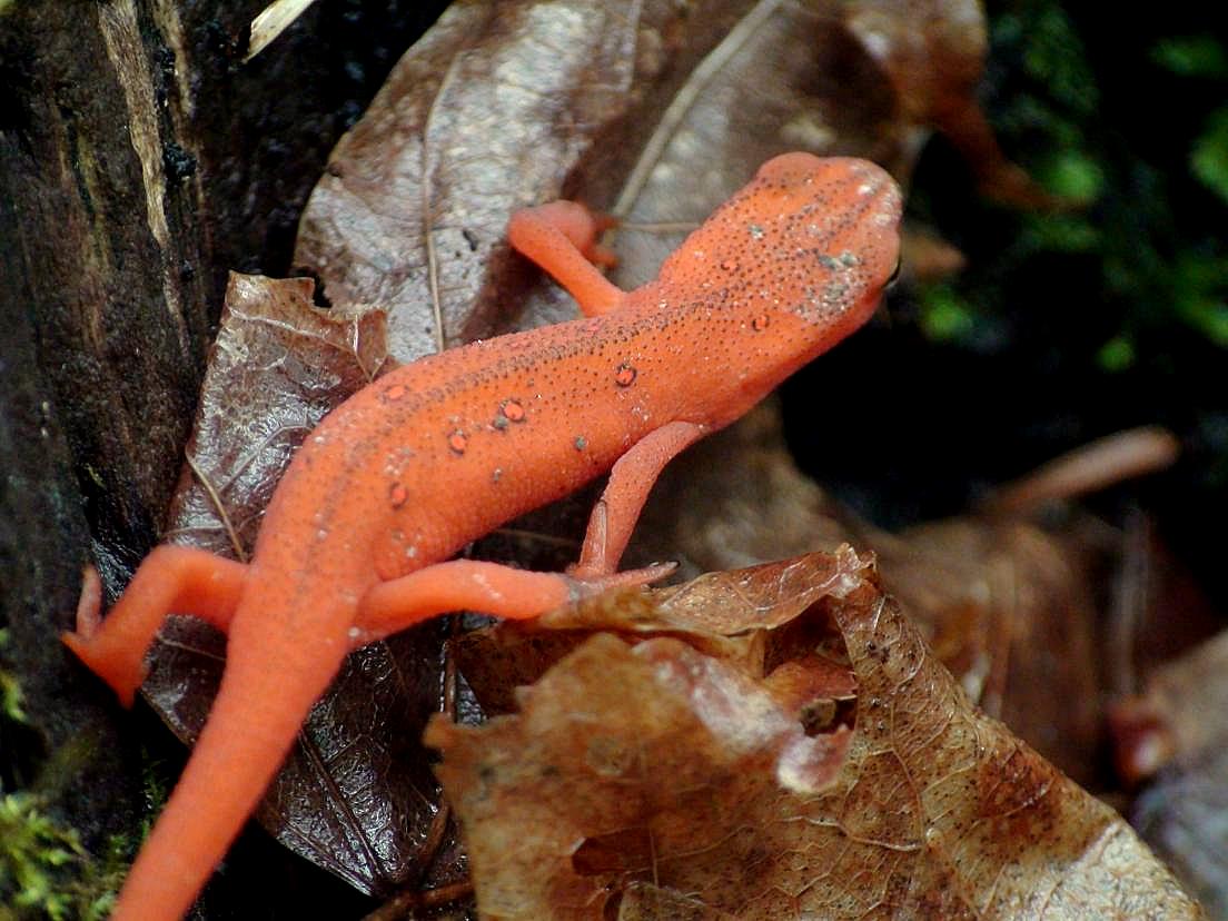 Tales From The Wilds: Spawning Time at Toad Paradise