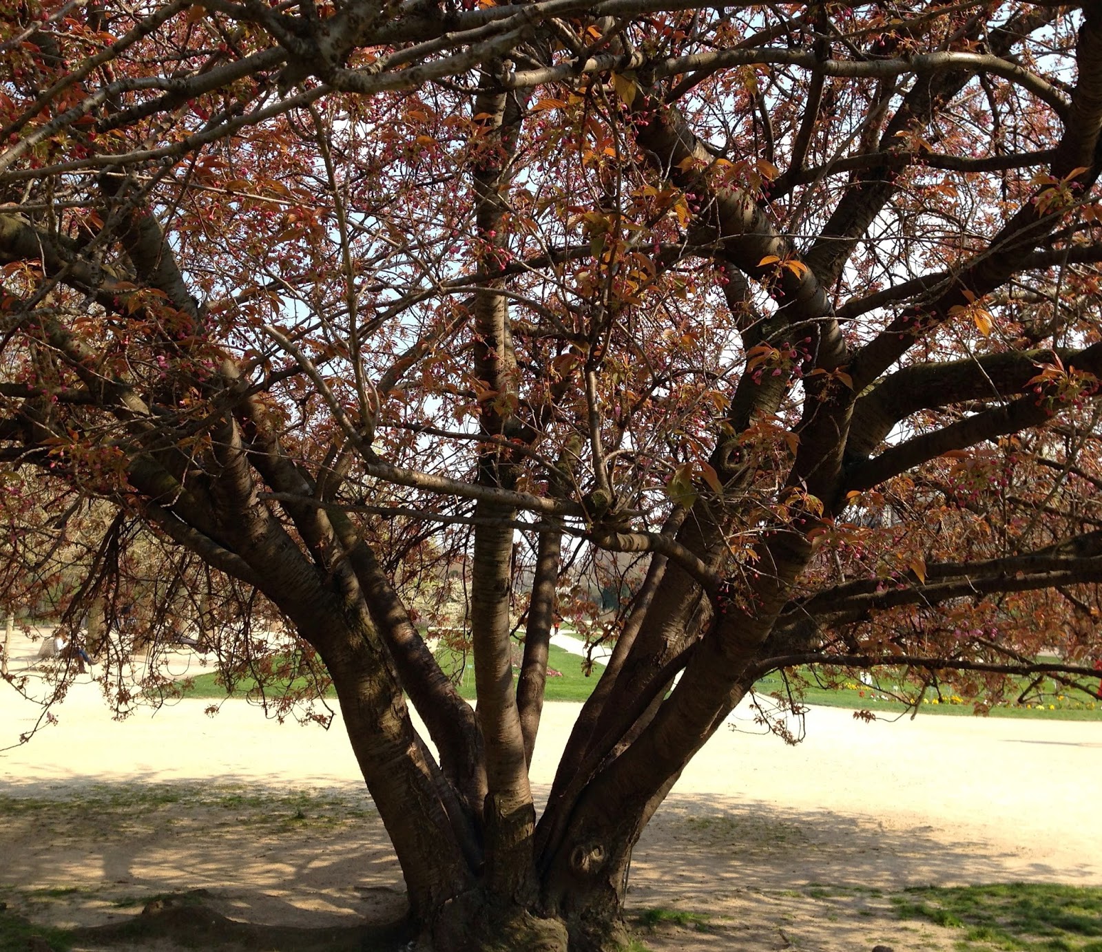 Dad’s tree forever Dad's tree forever - Beth Kaplan