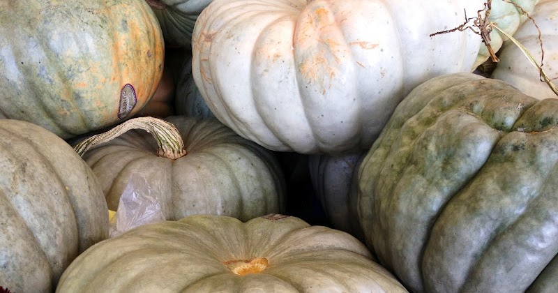 The Return of the Blue Pumpkins | sealaura