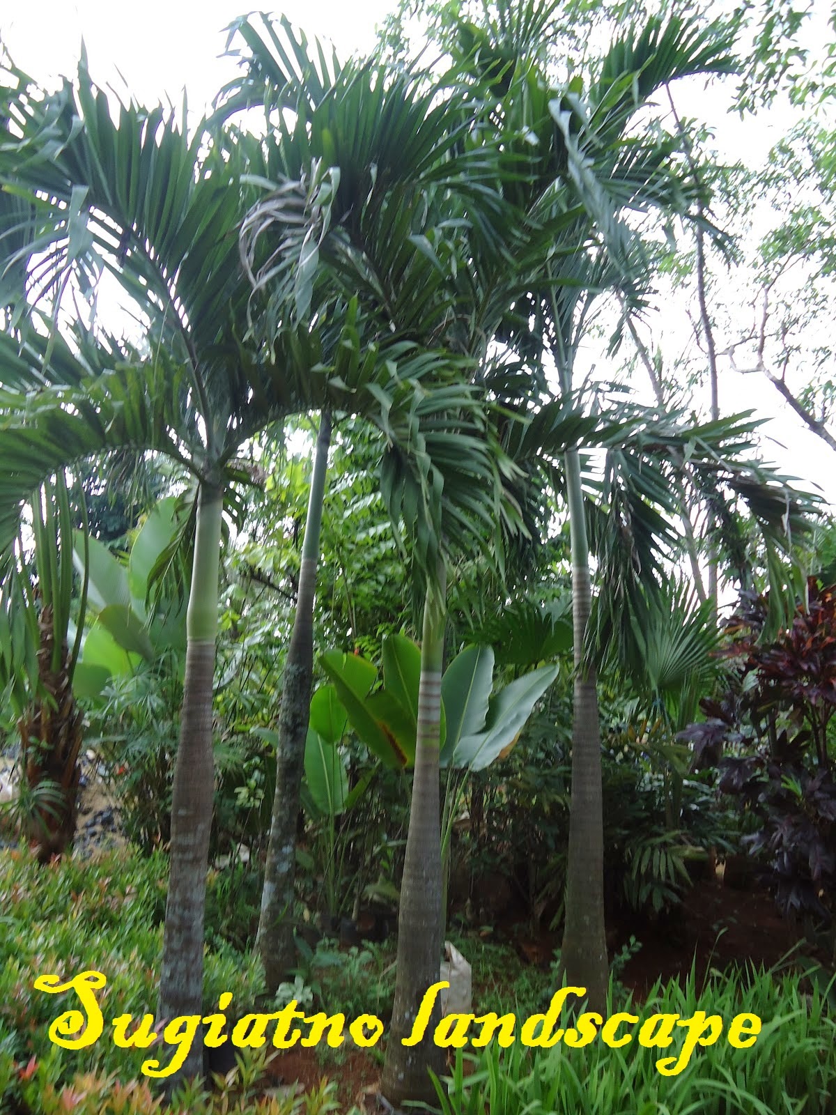 Jual palm putri | harga tanaman hias palm putri | Tukang Taman
