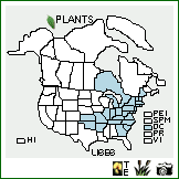 Spicebush for spicebush swallowtail babies to grow on