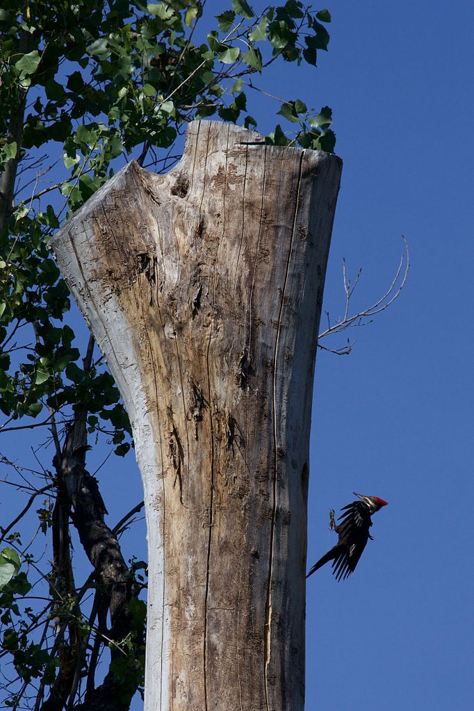 Earth and Space News: Tree Retention by Arborists for Wildlife Habitat ...