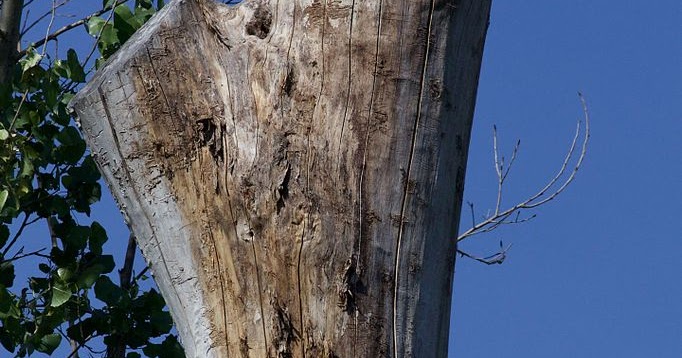 Earth and Space News: Tree Retention by Arborists for Wildlife Habitat ...