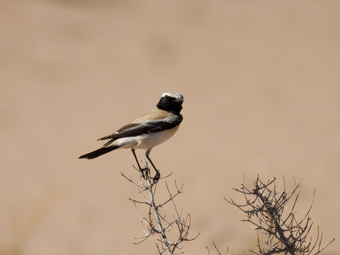 Tim's Birding Blog: Morocco/Western Sahara