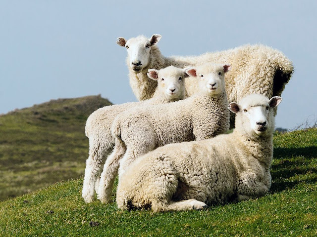 Observator gastronomic : Some sheep from National Geographic @NatGeo