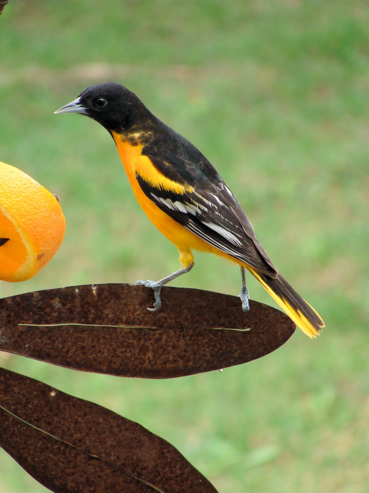 Dragonfly Swamp: Oriole Feeder and Beautiful Oriole Photos