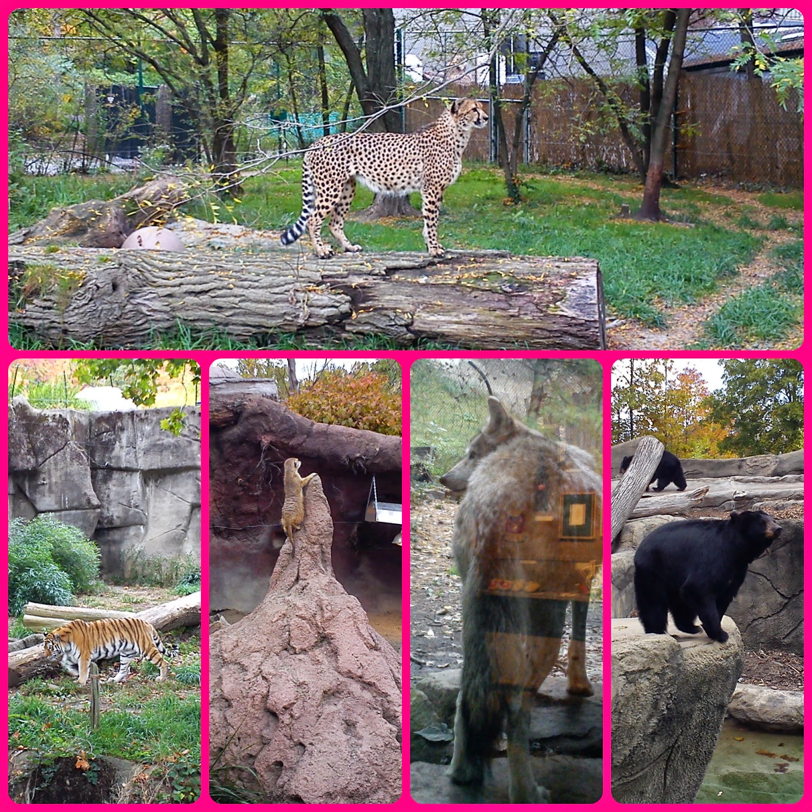 Pardon the glare on the wolf - she was behind glass.