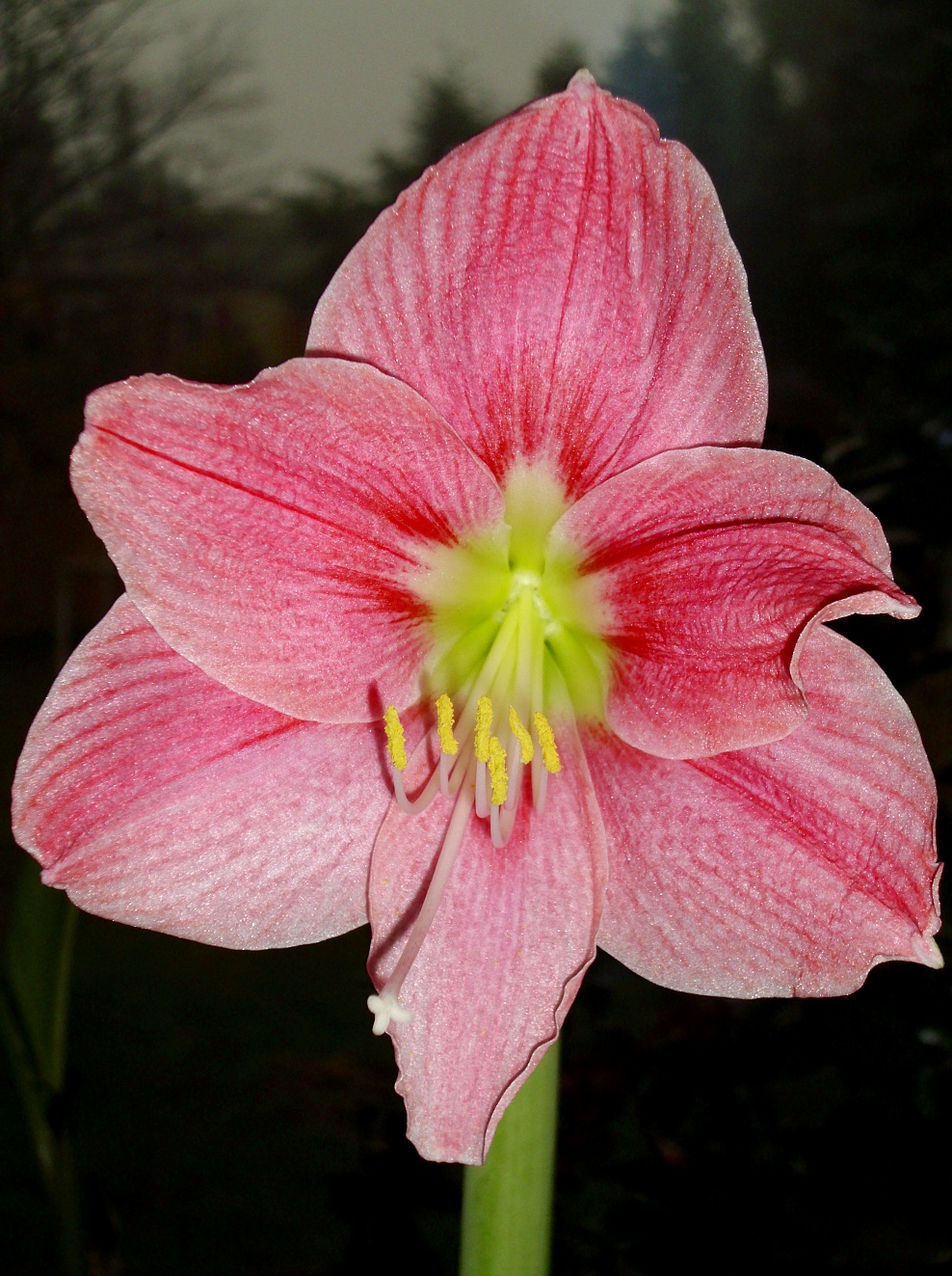 Karin`s Garden: Autumn Days1