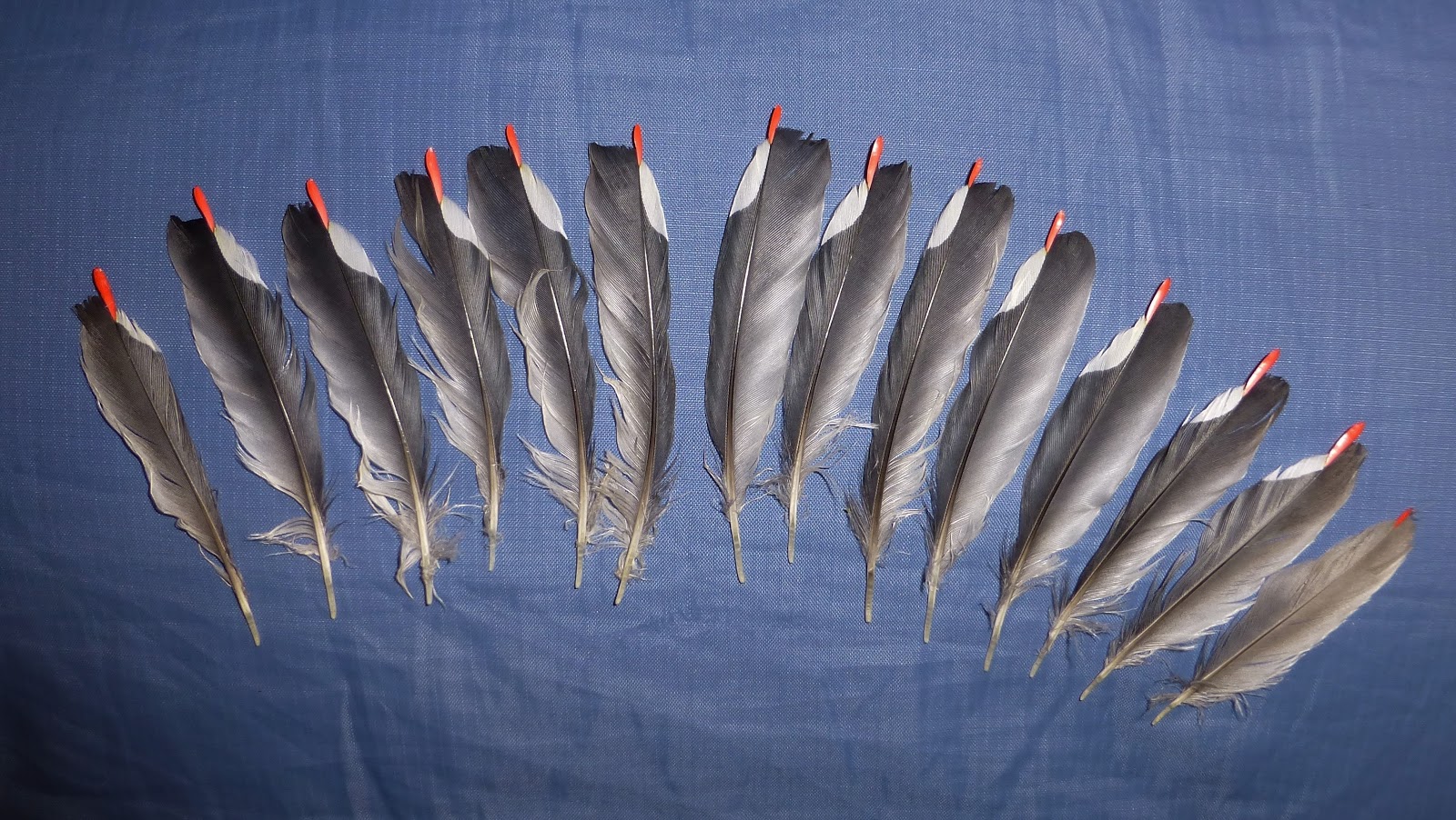 Fair Isle: Bohemian Waxwing Feathers