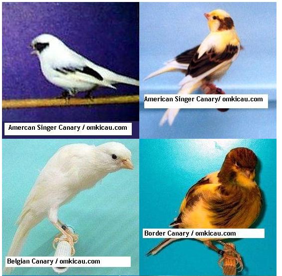 bipop cell: Jenis - jenis KENARI