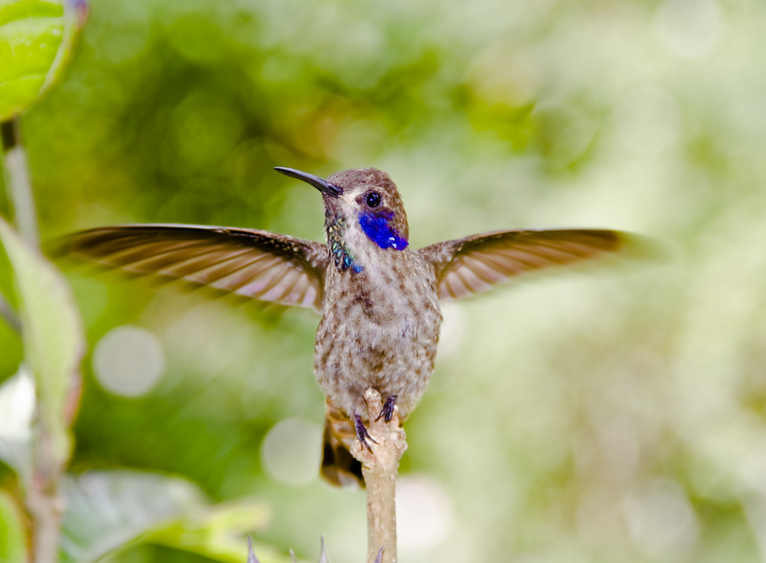 DIGITAL CAMERA ADVENTURES: LOS COLIBRÍES Y COMO FOTOGRAFIARLOS TEXTOS Y ...