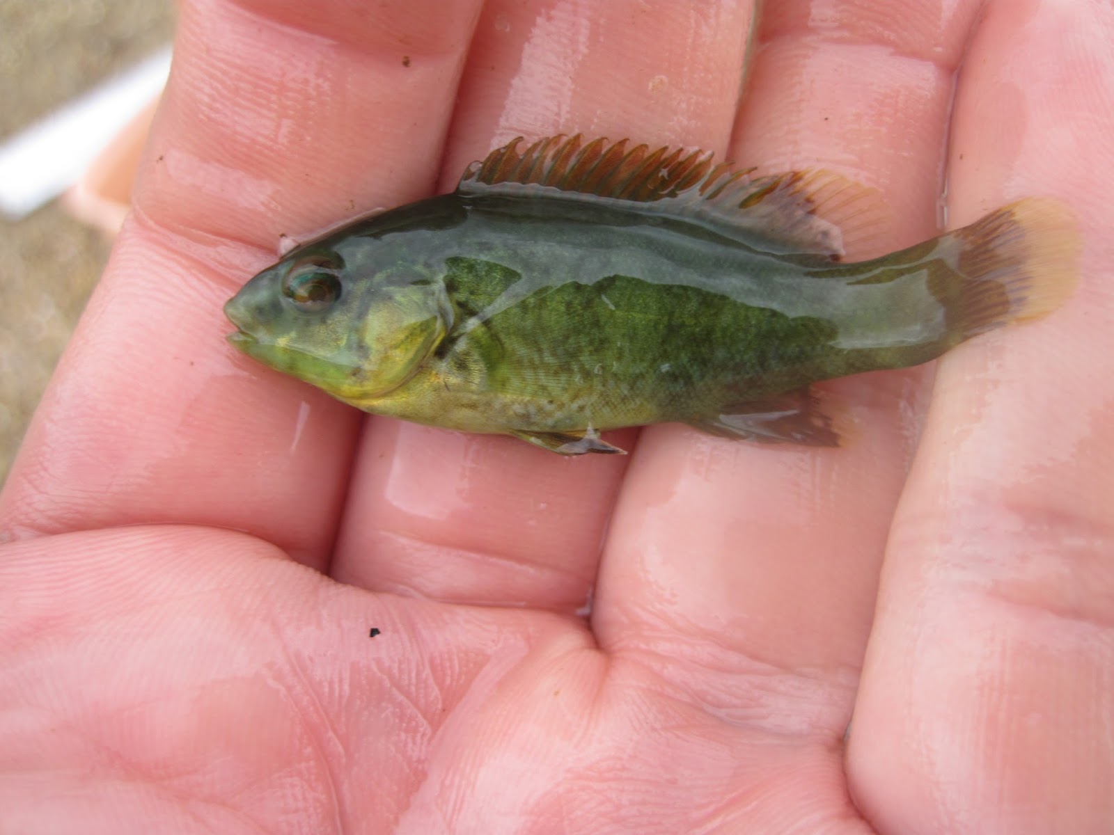 Most Common Fish In New York at Jane Whitsett blog