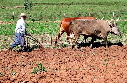 Museu Virtual: Arado