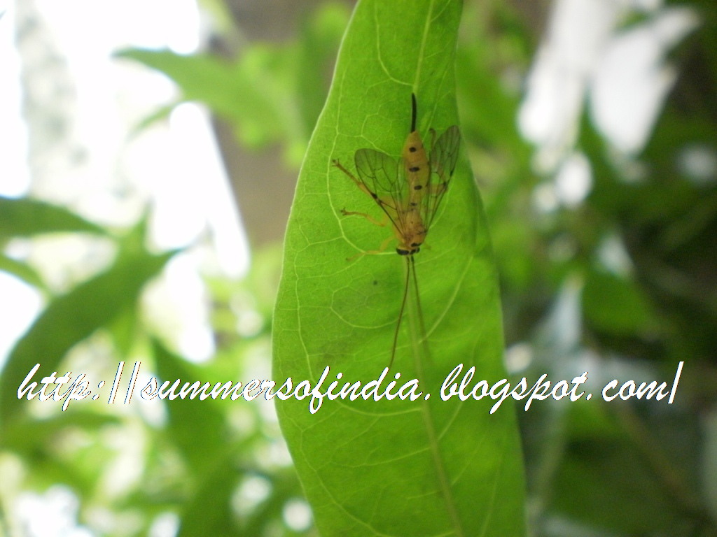 SummersofIndia: Rath ki Rani in my Garden