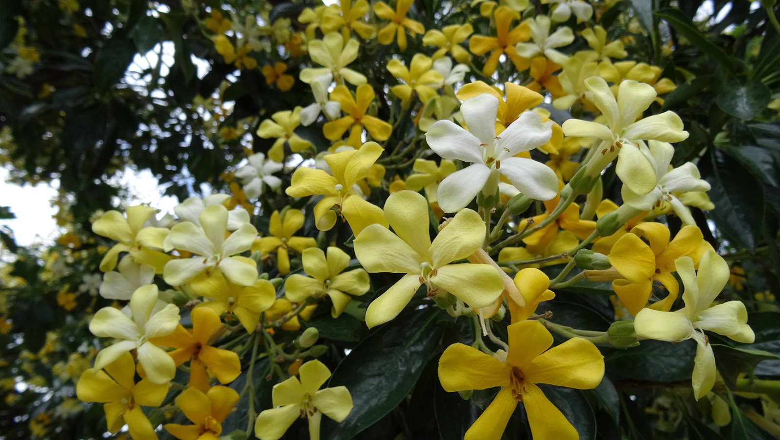 MAP: MELBOURNE STREET TREES 50 - NATIVE FRANGIPANI