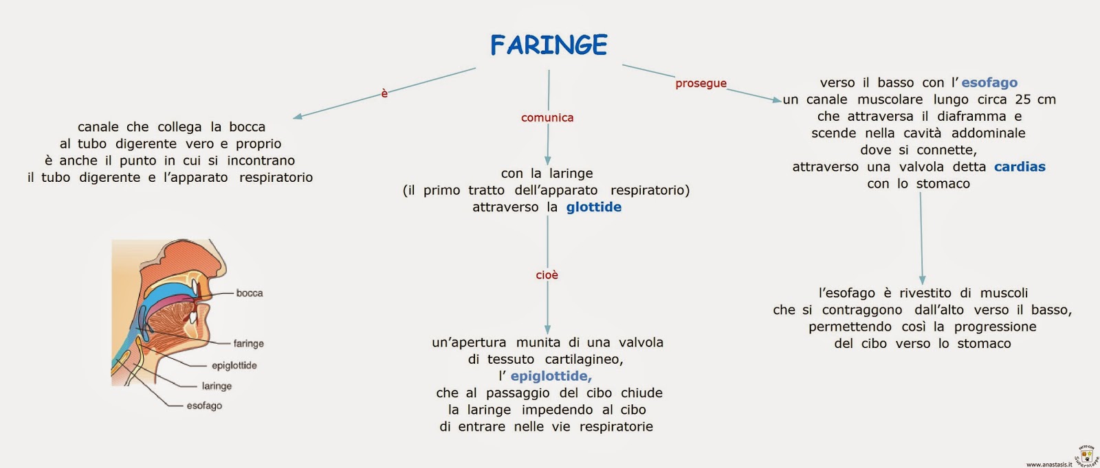 Paradiso delle mappe: Faringe