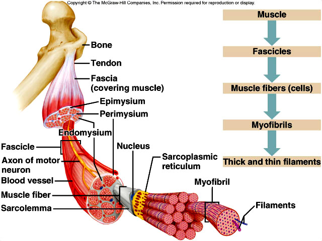 RESUME SISTEM MUSKULOSKELETAL 1: Anatomi dan Fisiologi Sistem ...