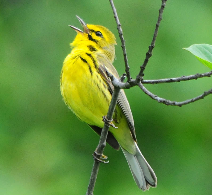 One Jackdaw Birding: More Warblers and a Bobolink