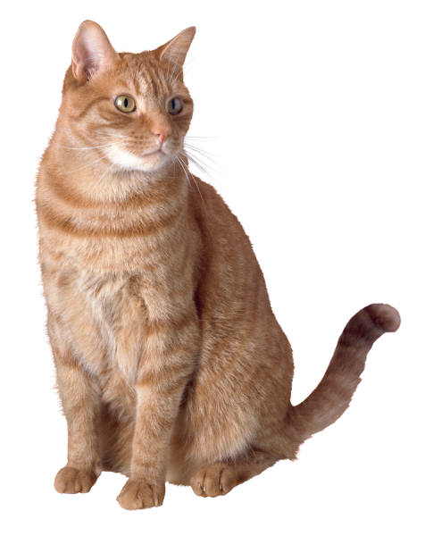 பூனை வந்தால் பணம் வருமா...?