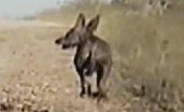 IL MONOLITO NERO: TILACINIO, O CHUPACAPRAS? OVVERO LA TIGRE DELLA TASMANIA.