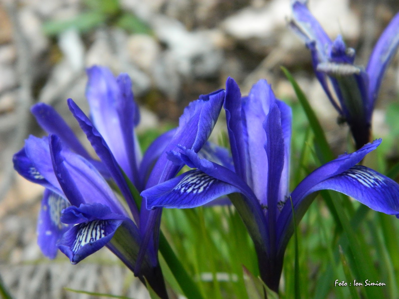De vorba cu mine însumi: Flori de munte - stanjenel mic de munte