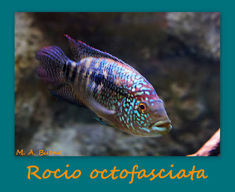 Foto-Natura-Huesca: PEZ Rocio octofasciata Charles Tate Regan, 1903 ...