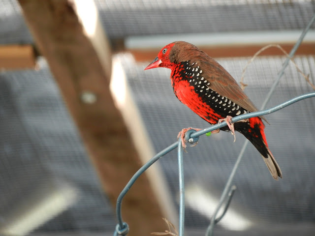 Kyabra Learning Centre, Kentucky, NSW, Australia: Aviary Update